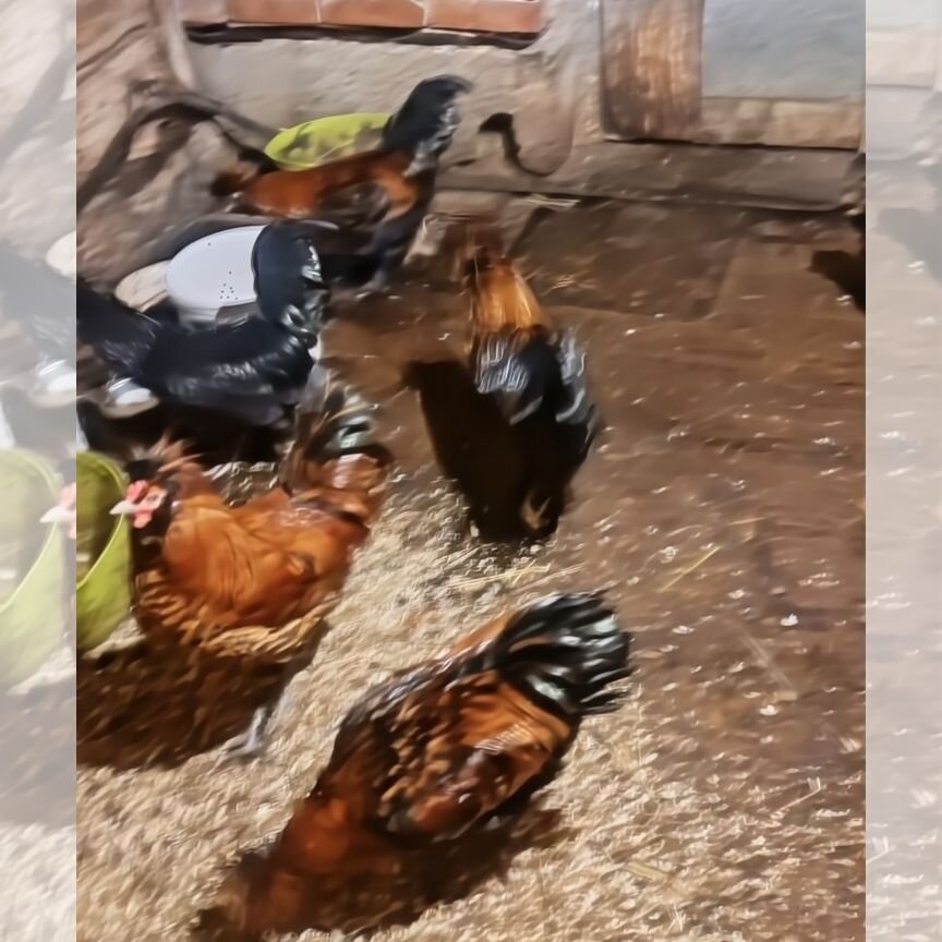 Павловские петухи