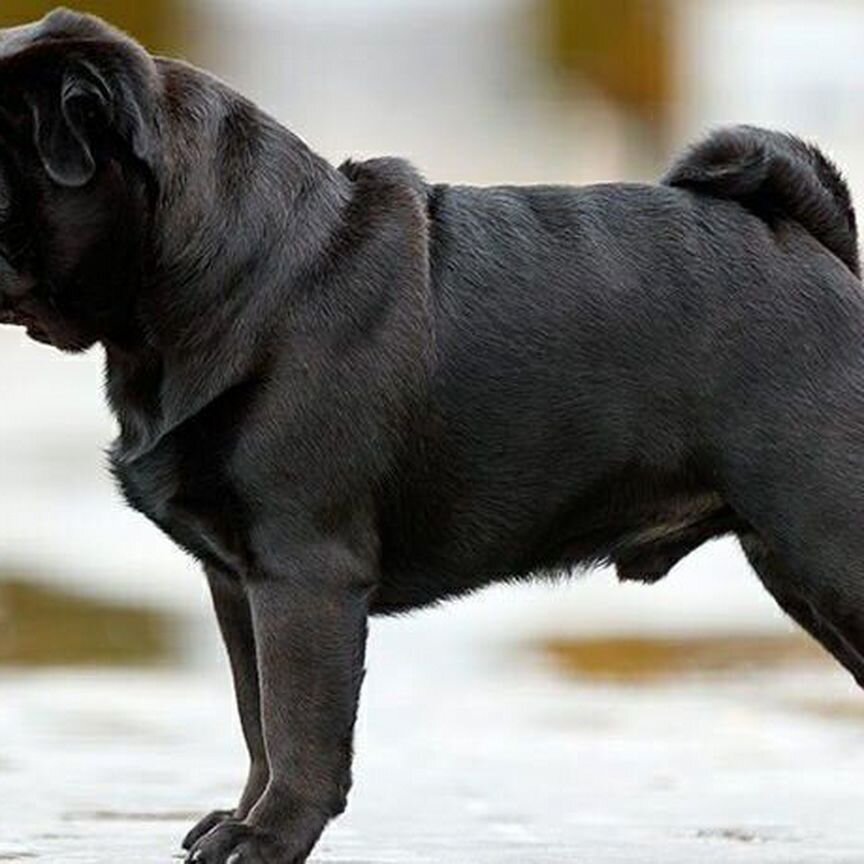 Вязка.Кобели