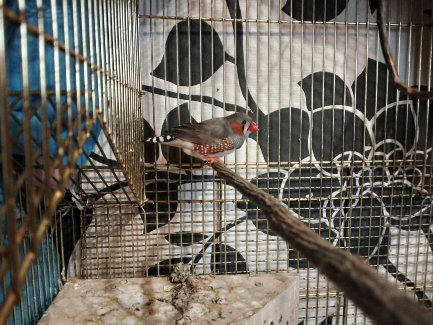 Амадины гульда