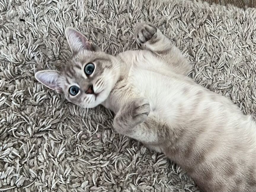 Тайская Кошка Вязка