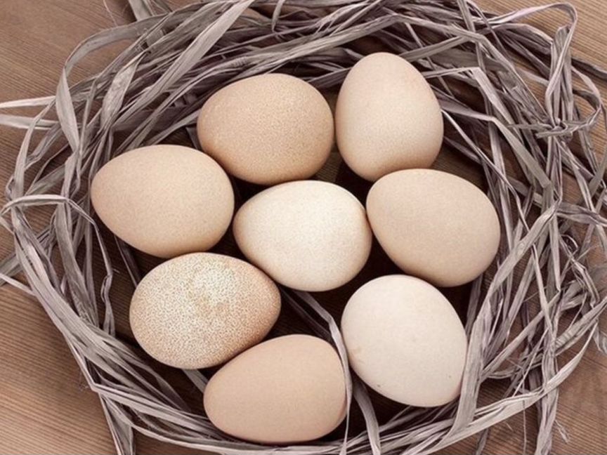 Яйца цесарки