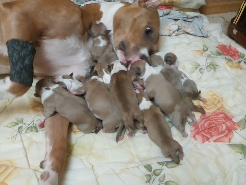 Американский стаффордширский терьер амстафф щенки