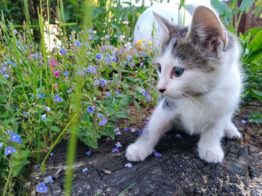 Котенок Кузя