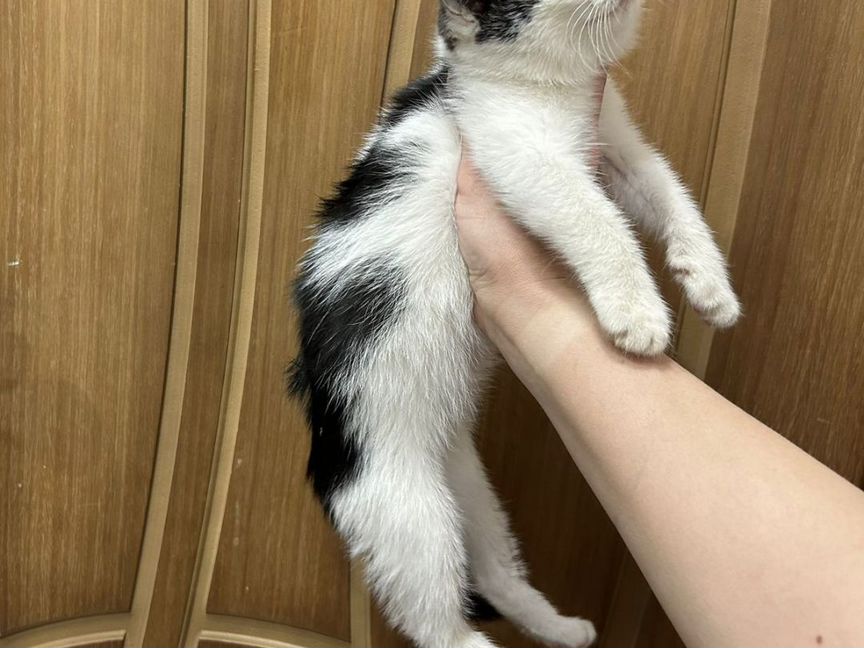 Котëнок ласковый до невозможности