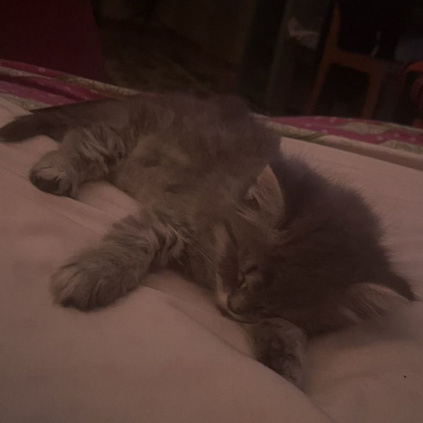 Шотландский вислоухий короткошёрстный котёнок