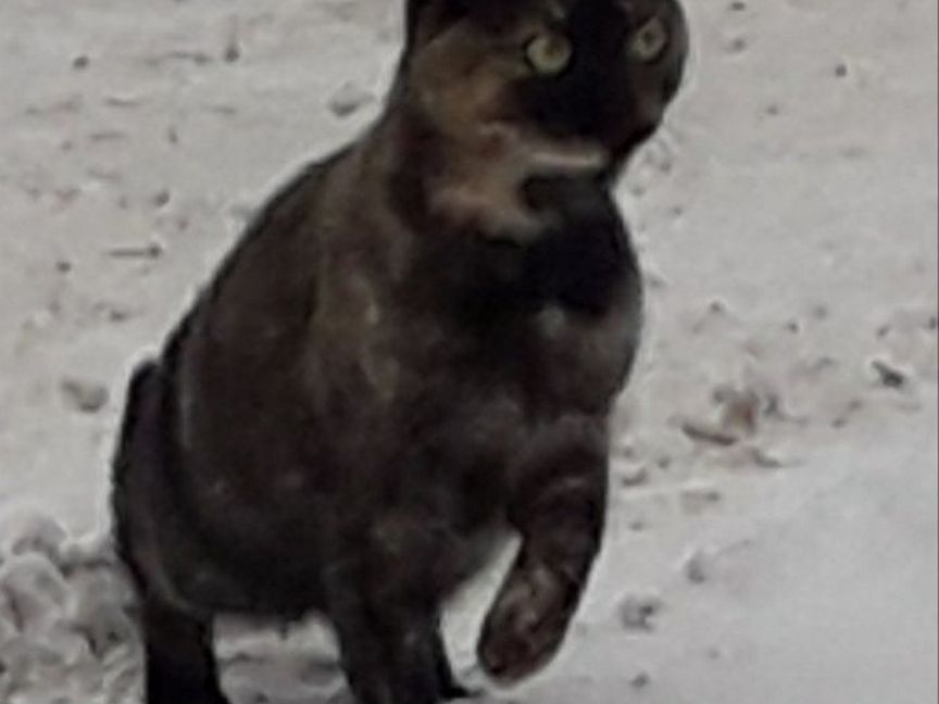 Найдена кошка