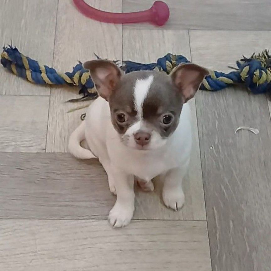 Чихуахуа, щенок