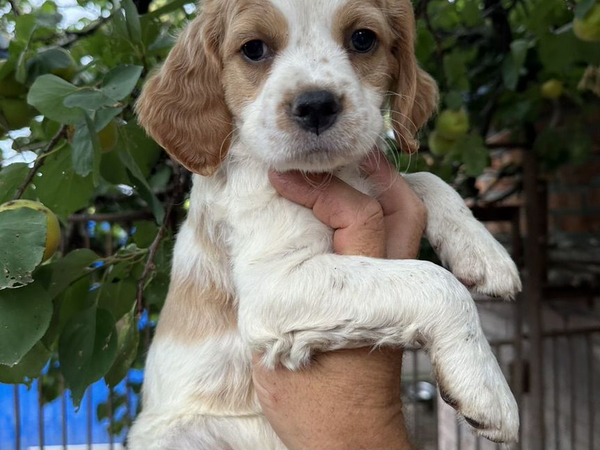 Бретонский эпаньоль щенки(эпаньоль бретон)