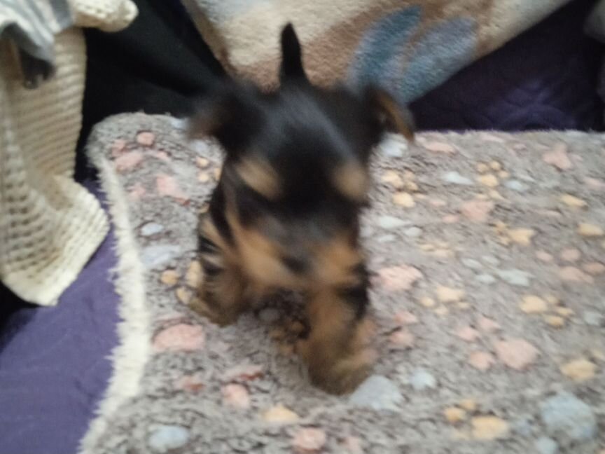 Спокойные малыши йорка, выращены в ласке и любви