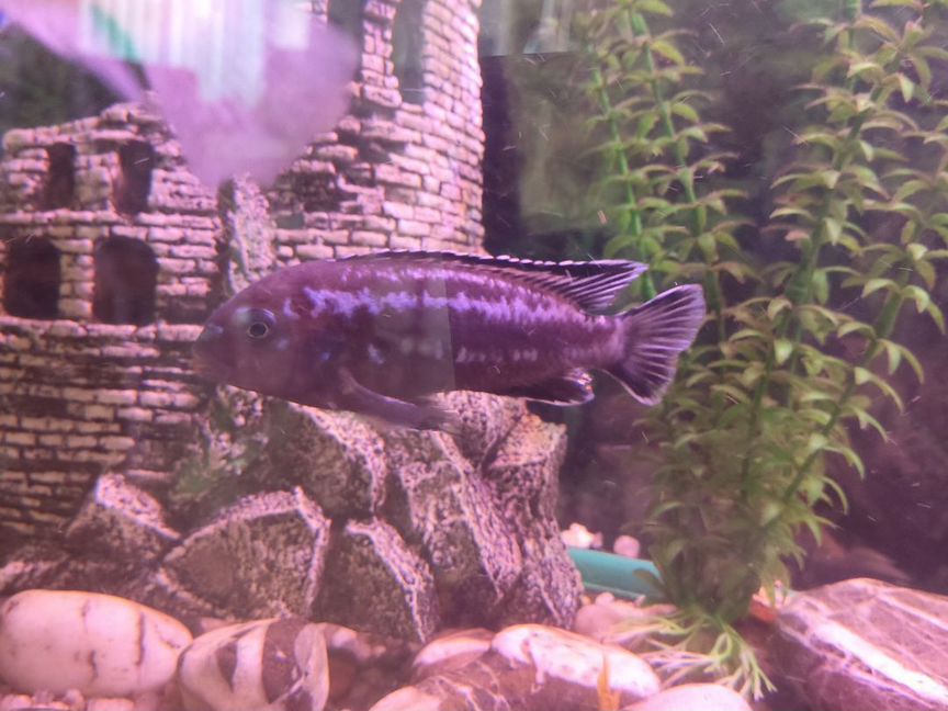 Продам Мальков меланохромис Йохана