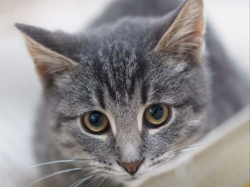 Котик бесплатно
