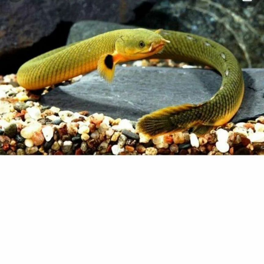 Каламоихт калабарский