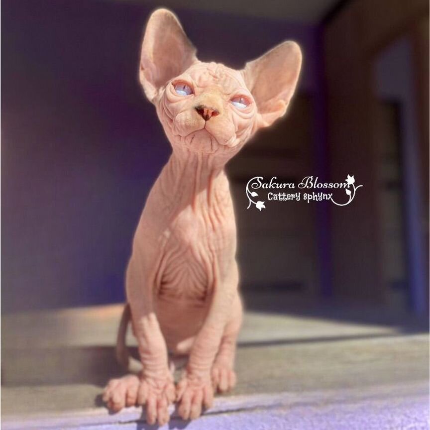 Канадский сфинкс с родословной