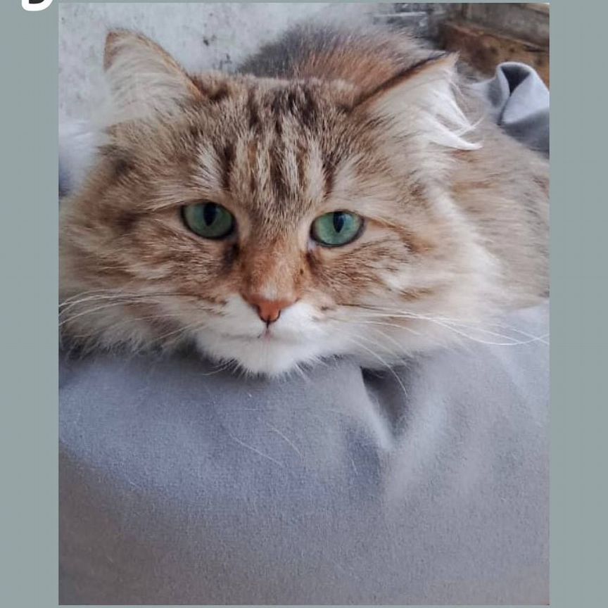 Невероятная кошка
