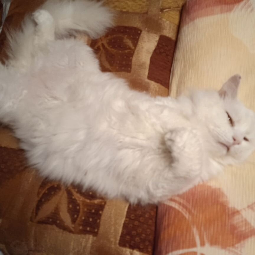 Филимоша ищет дом