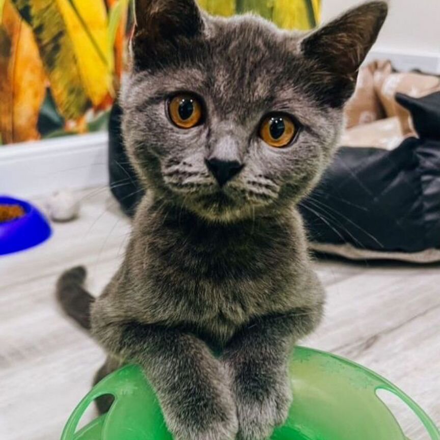 Британский котенок Сэм