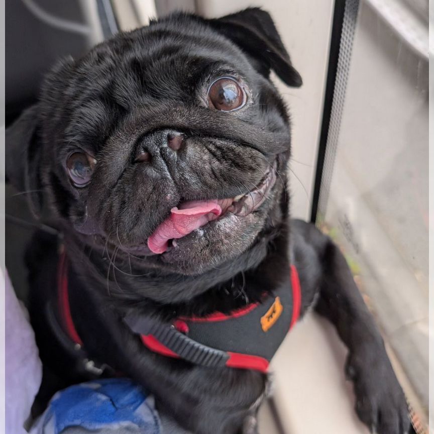 Вязка собак мопс