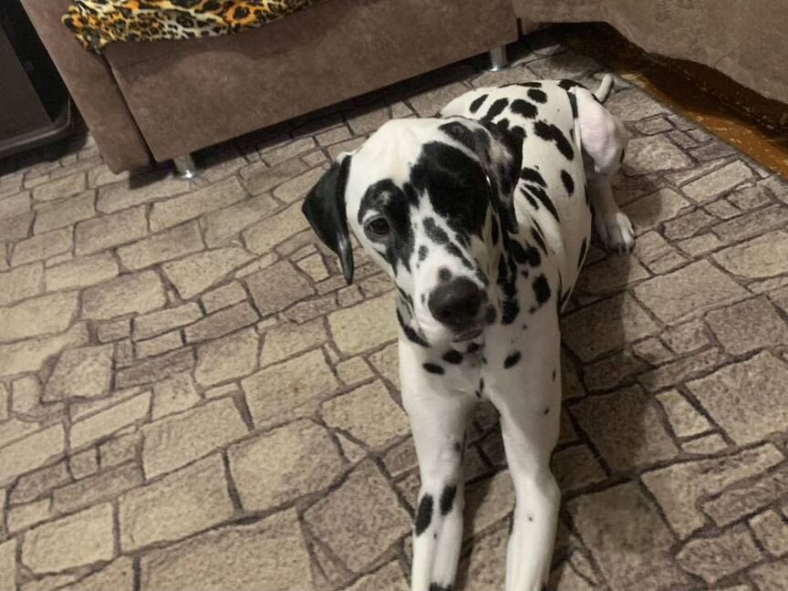 Собака долматинец
