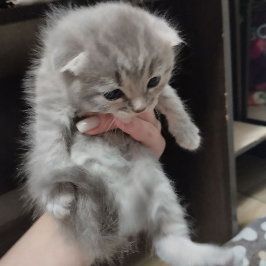 Шотландские вислоухие котята