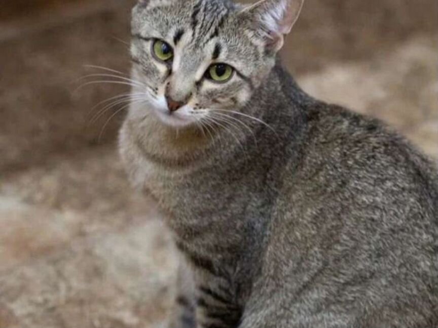 Милая кошечка Рябина в поиске дома