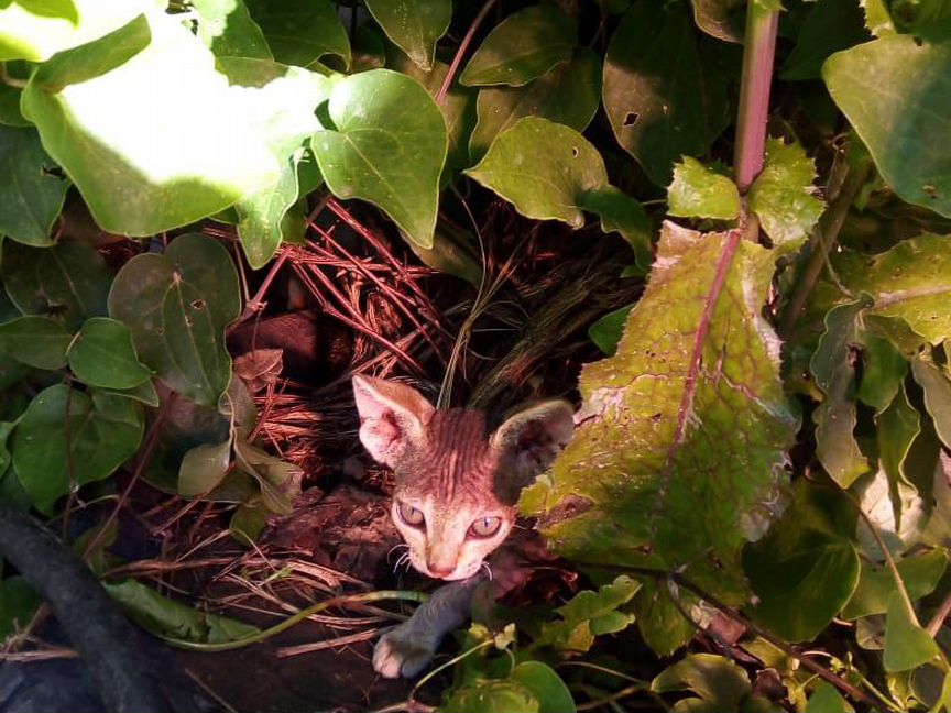 Лысые котята сфинкс