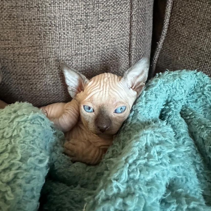 Канадский сфинкс котенок