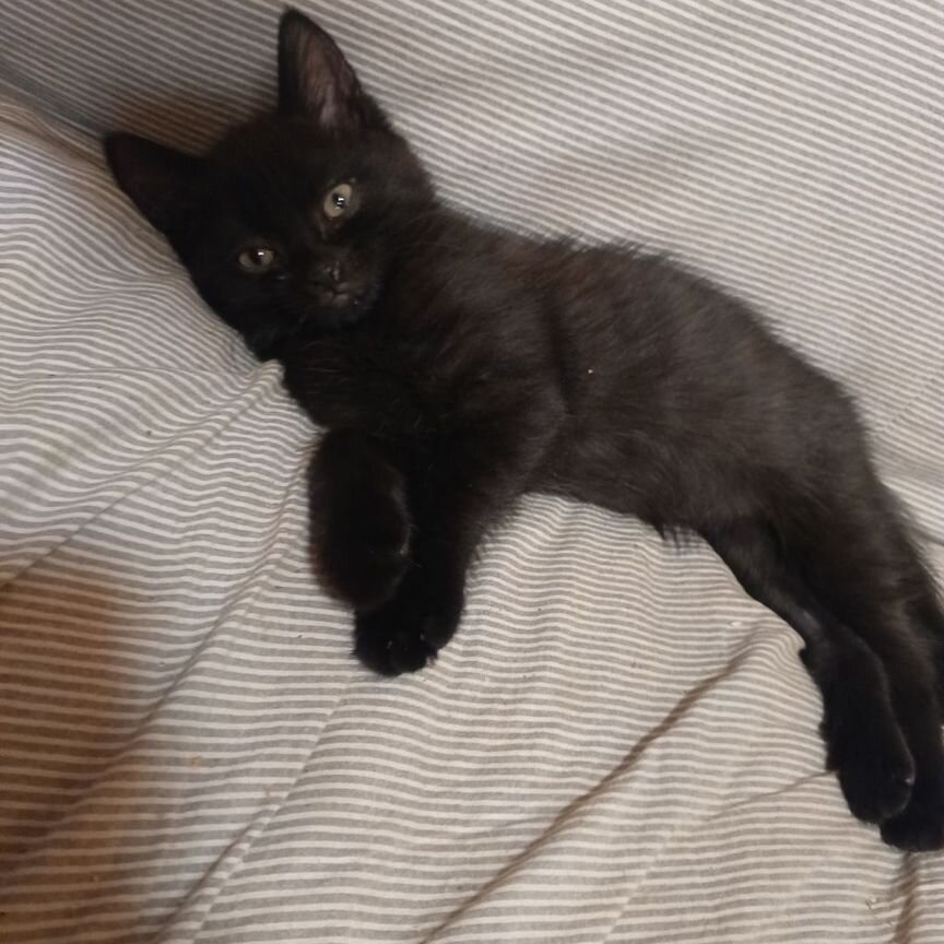 Котёнок мальчик