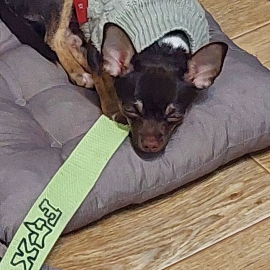 Одежда для собак мелких пород