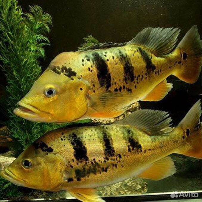 Цихла монокулус, теменсис, нигромакулата