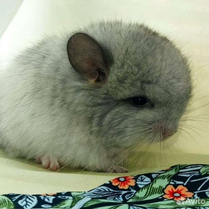 Шиншилла Белая ангора девочка