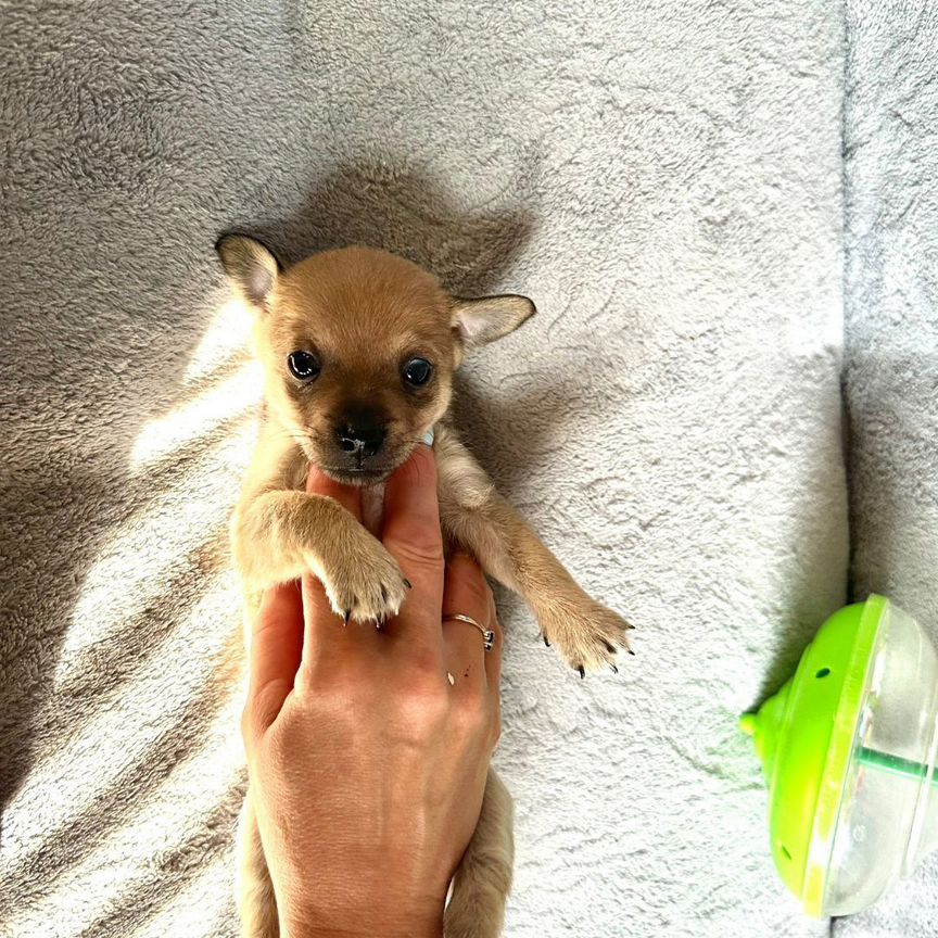 Мальчишки чихуашки