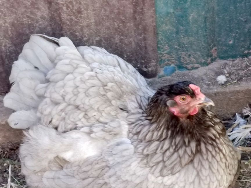 Куры несушки Брама
