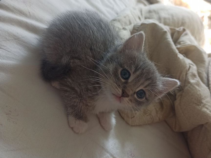 Котята в дар бесплатно. Кушают и ходят в лоток