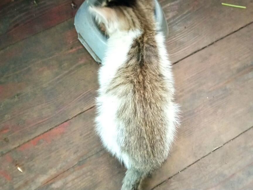 Котёнок двухмесячный