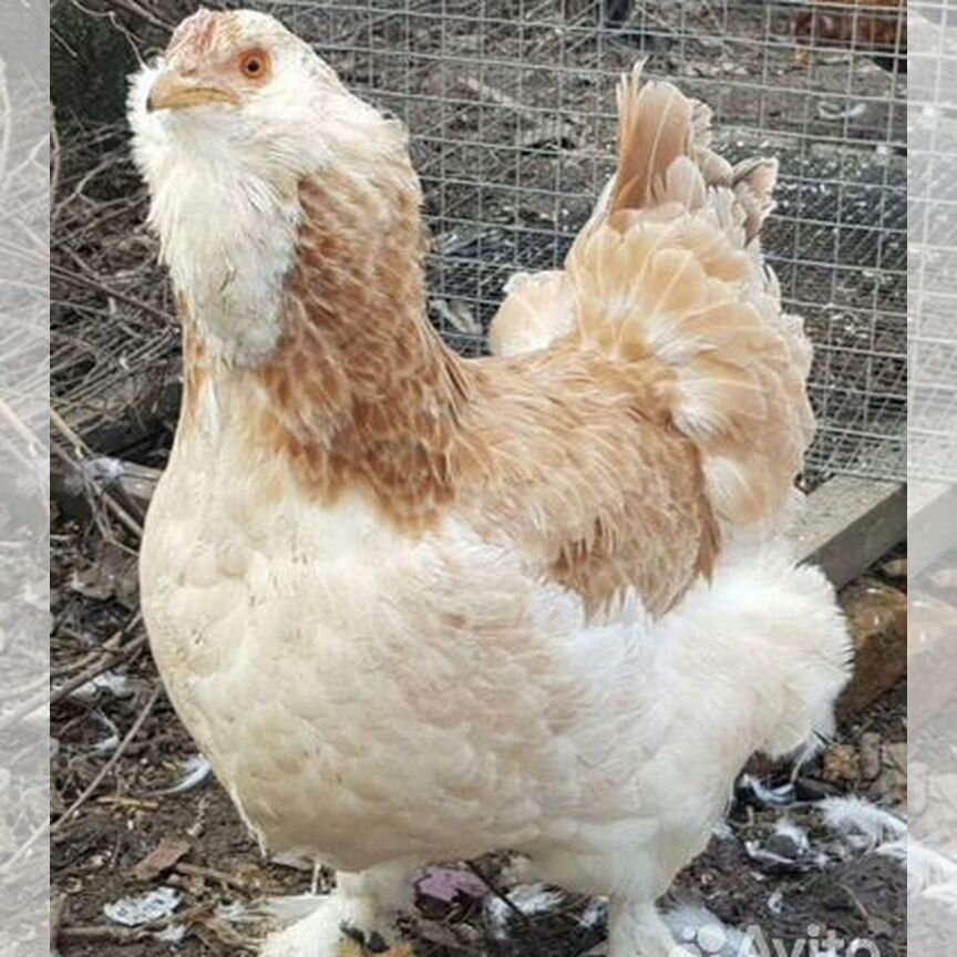 Инкубационное яйцо Фавероль