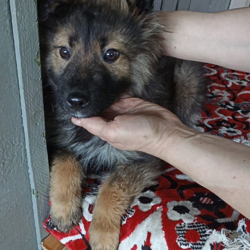 Щенок мальчик 2 мес