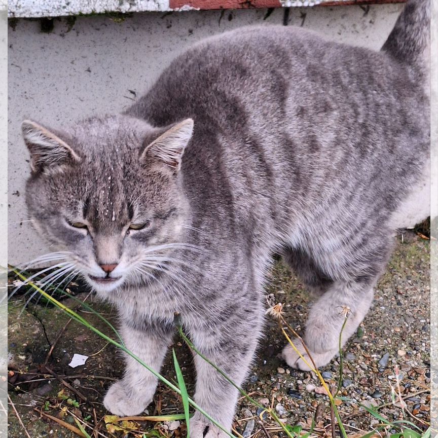 Взрослый кот в добрые руки