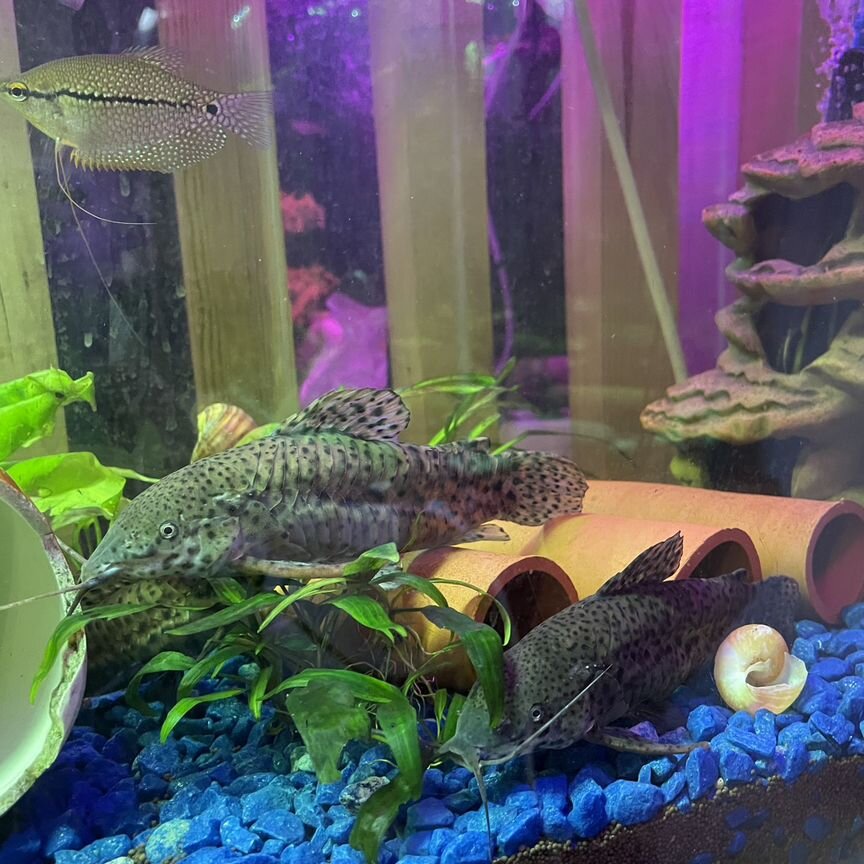 Сом таракатум