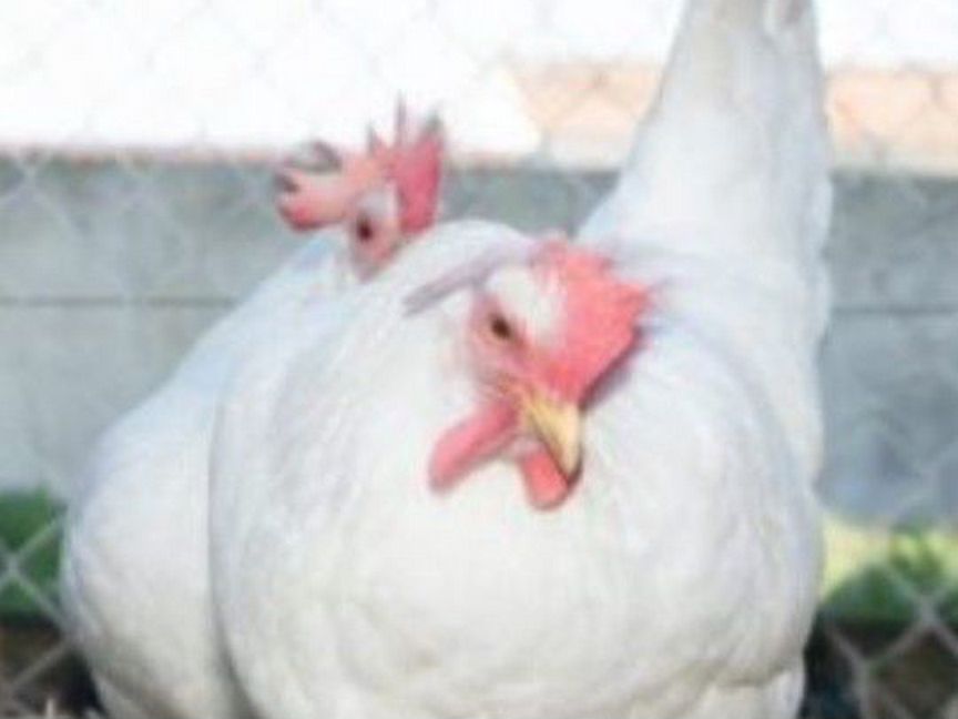 Инкубационое яйцо несушек. Брам