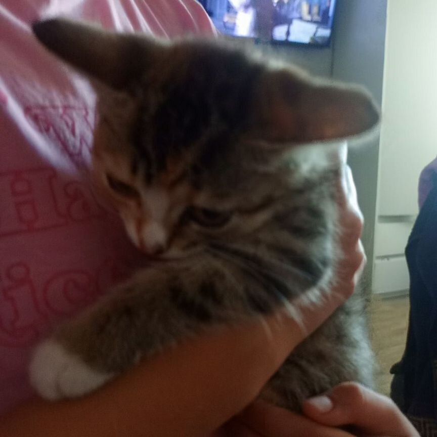 Отдам котёнка в добрые руки
