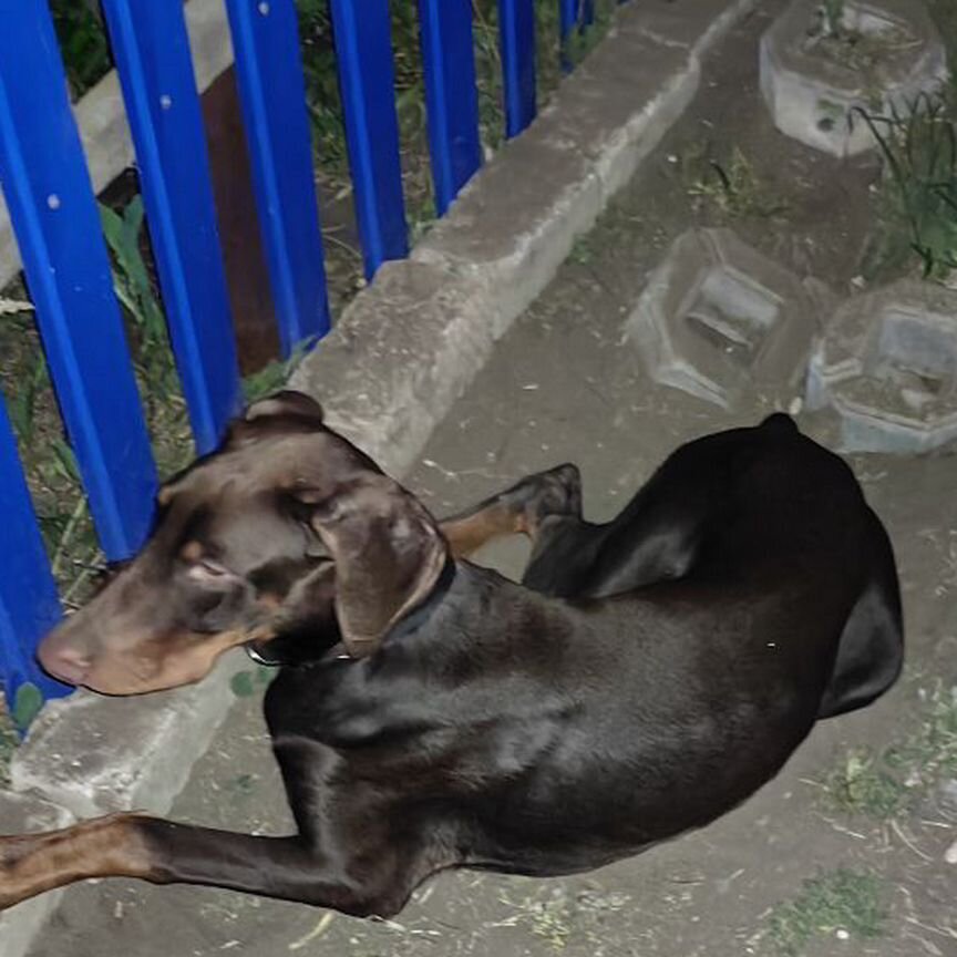 Домашние животные собаки