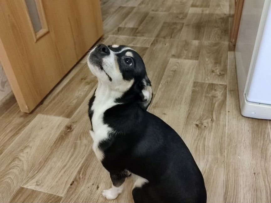 Собака порода той-терьер