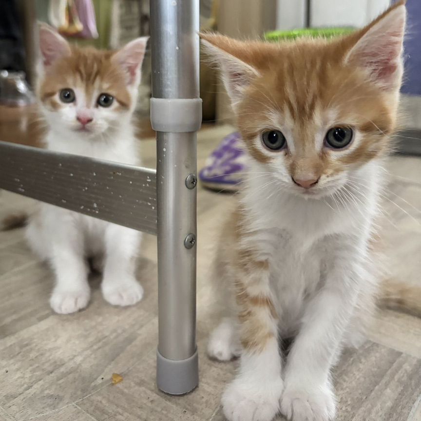 Мейн-кун котёнок