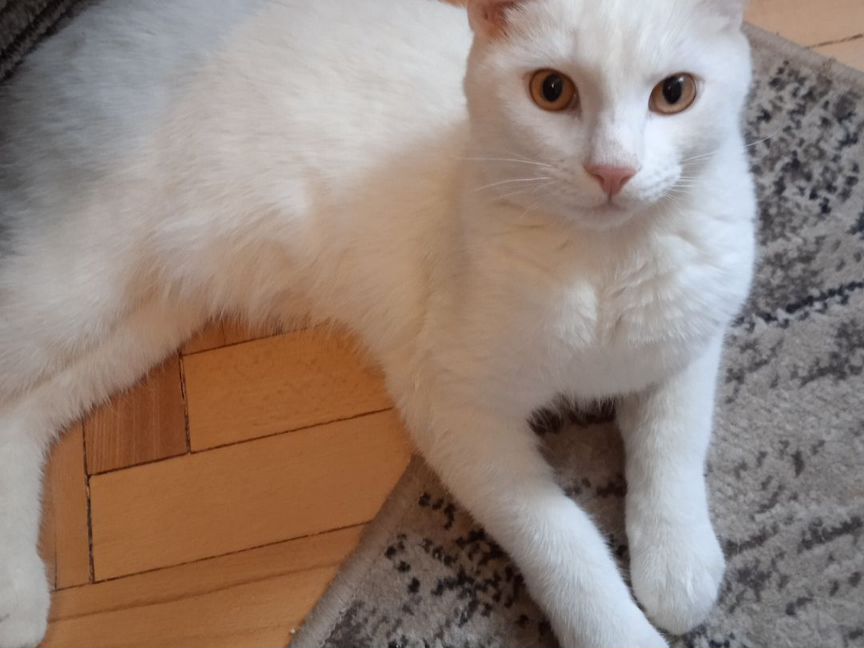 Котёнок в поисках дома