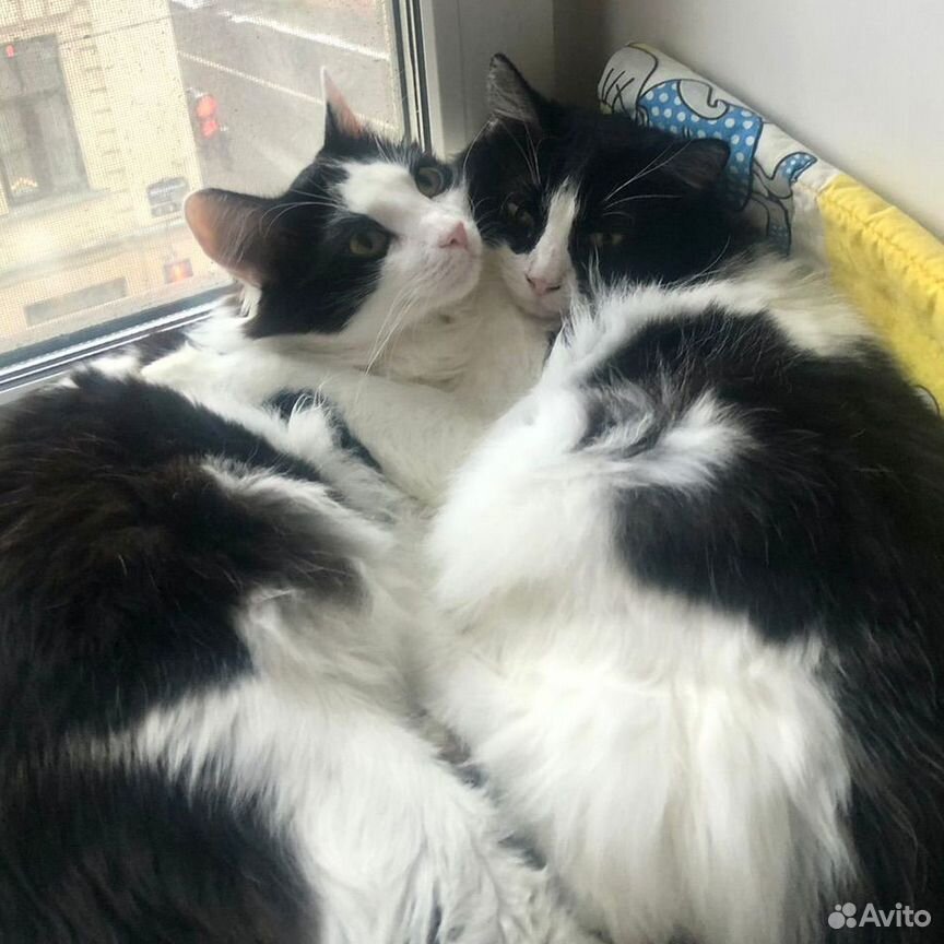 Котики неразлучники ищут один дом на двоих
