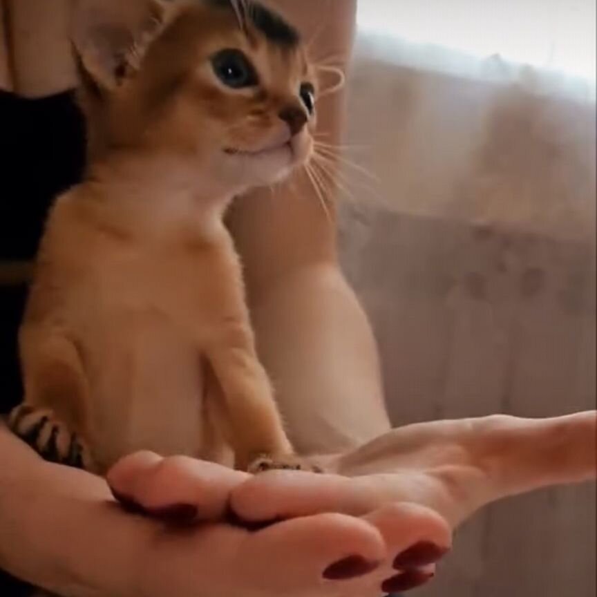 Кошечка чистопородная с документами