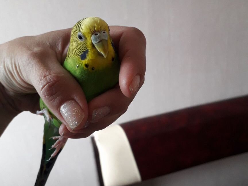 Волнистый попугай самка