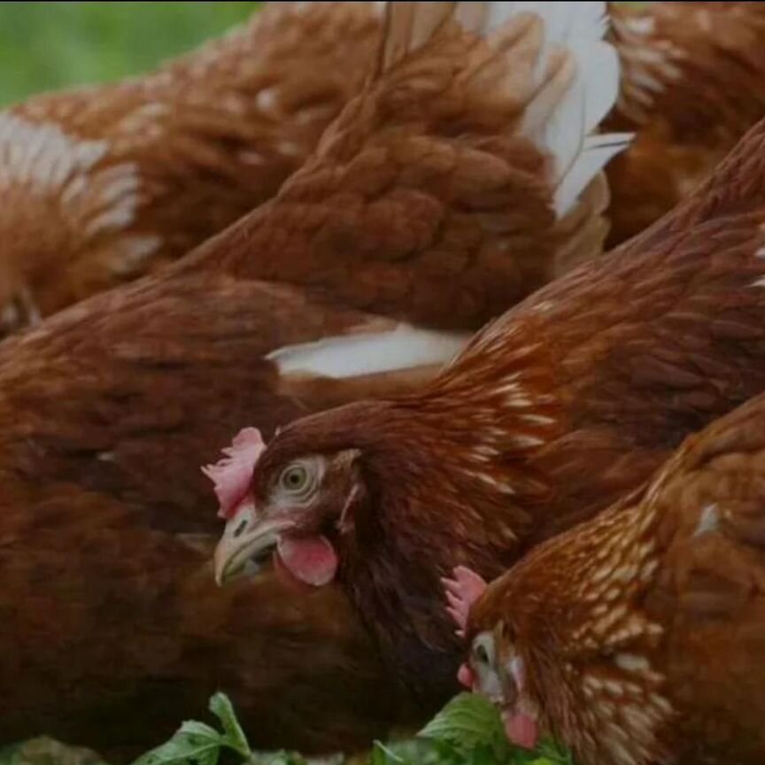 Несушка курица