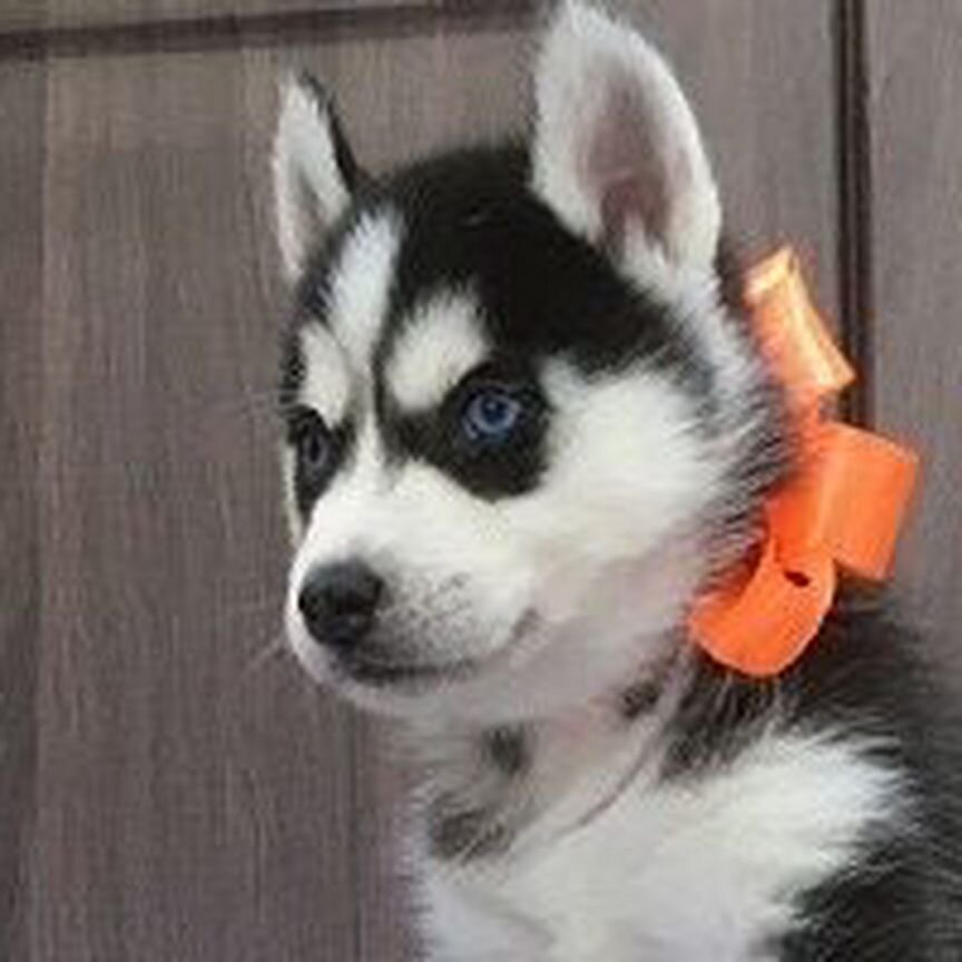 Собачки хаски с документами