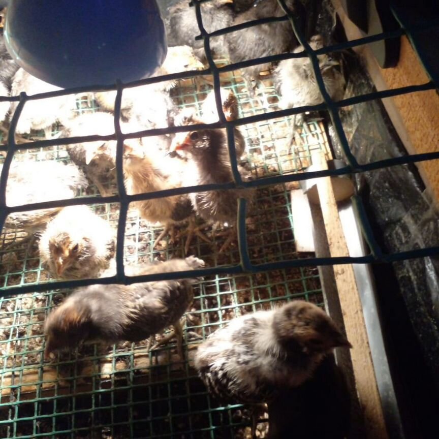 Цыплята Павловские 10 сут